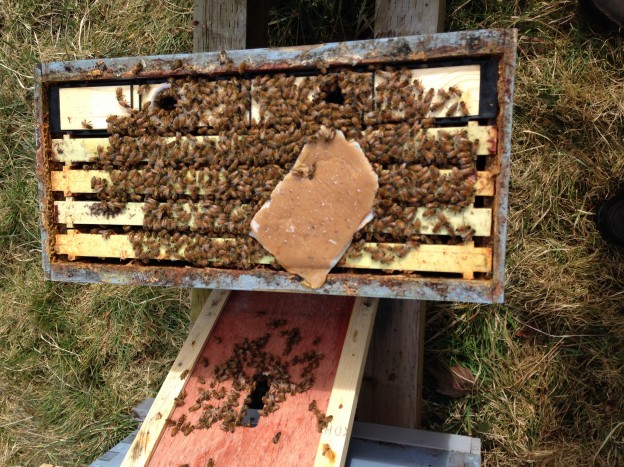 Package bees into 4 frame nucs | Beesource Beekeeping Forums